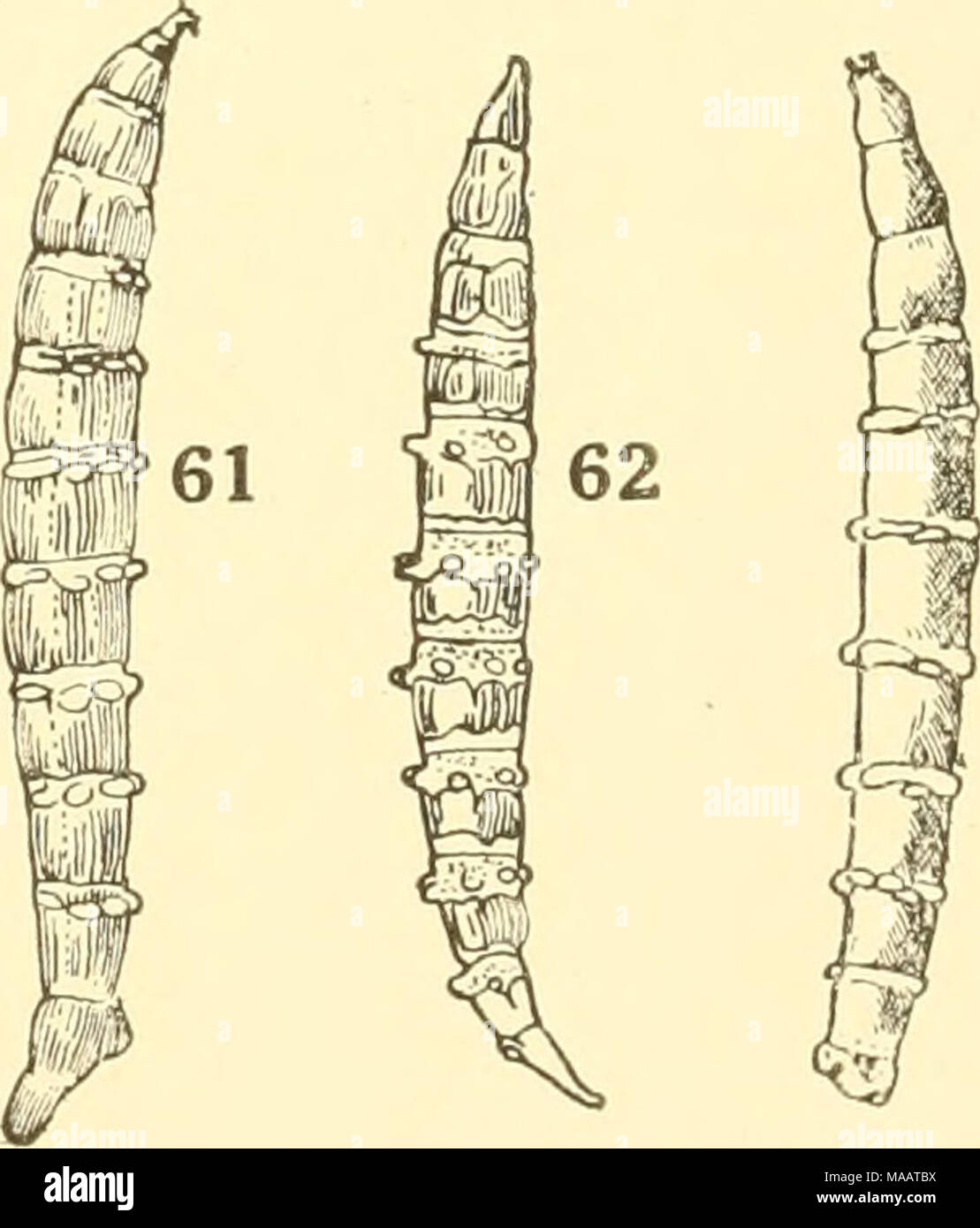 . The early stages of Tabanid (horse-flies) by Werner Marchand, PH. D ...