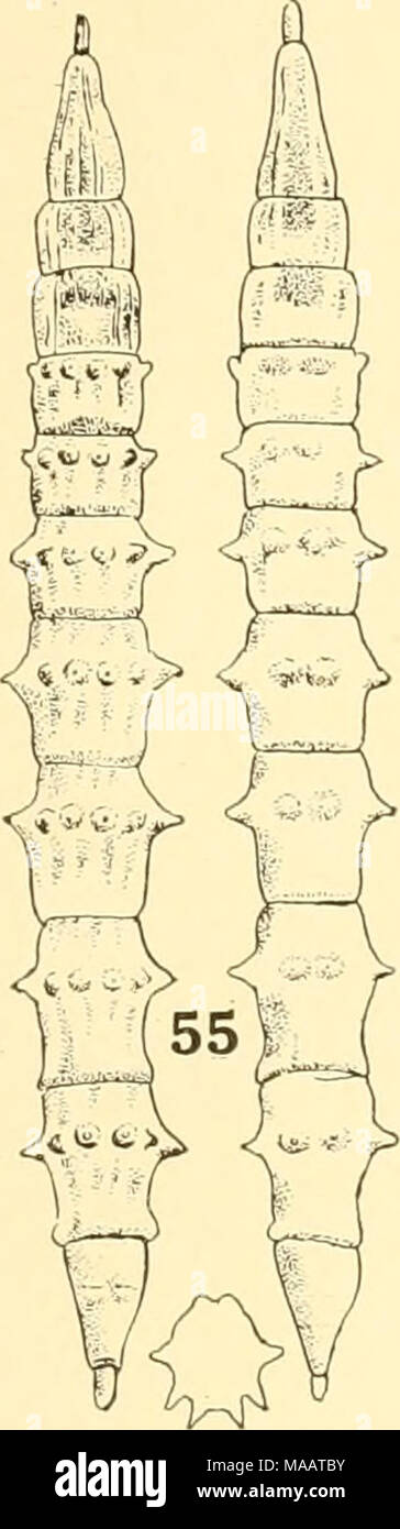 . The early stages of Tabanid (horse-flies) by Werner Marchand, PH. D ...