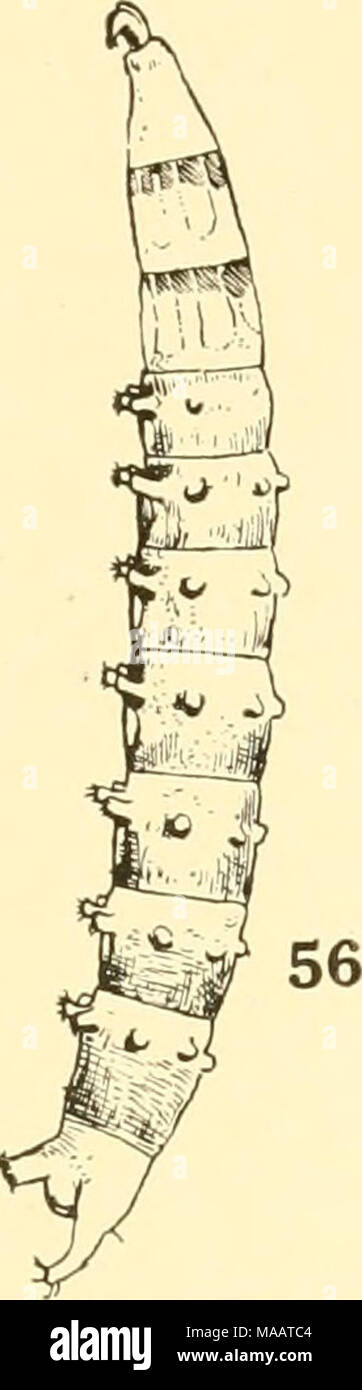 . The early stages of Tabanid (horse-flies) by Werner Marchand, PH. D ...
