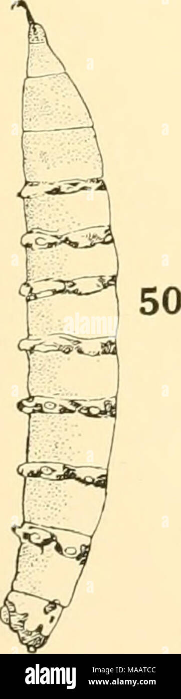. The early stages of Tabanid (horse-flies) by Werner Marchand, PH. D ...
