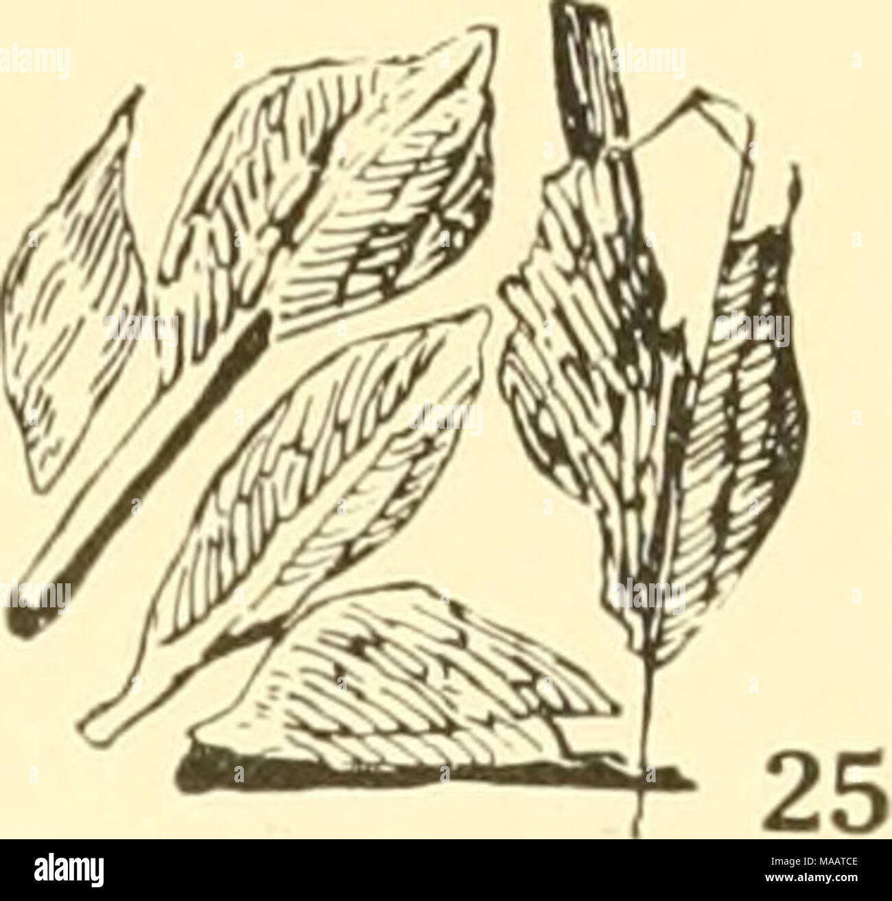 . The early stages of Tabanid (horse-flies) by Werner Marchand, PH. D ...