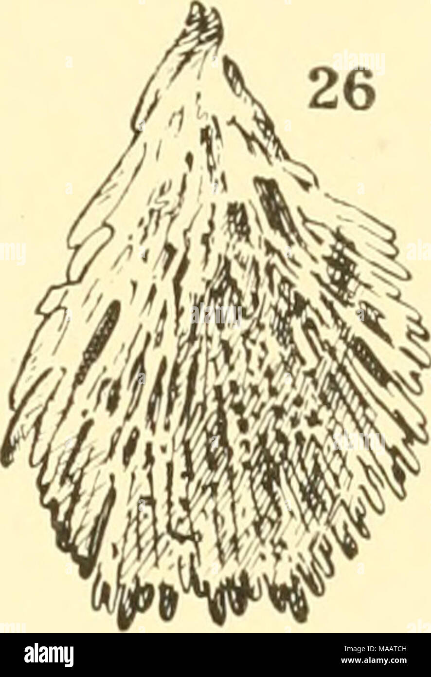 How To Catch Tabanids Horseflies Using Live Hosts Nets