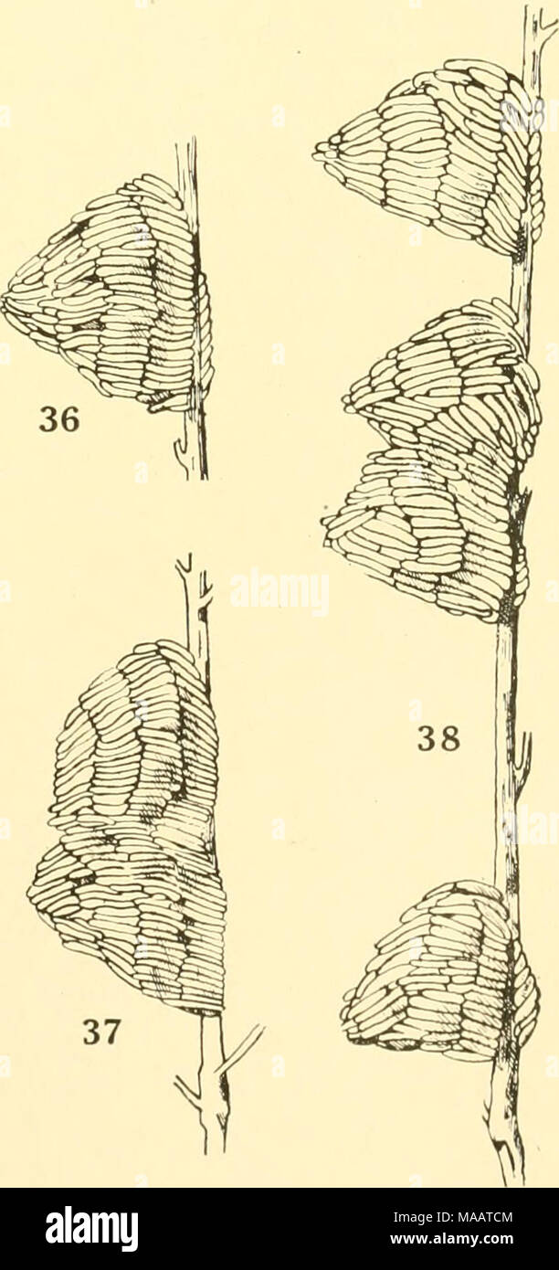 . The early stages of Tabanid (horse-flies) by Werner Marchand, PH. D ...