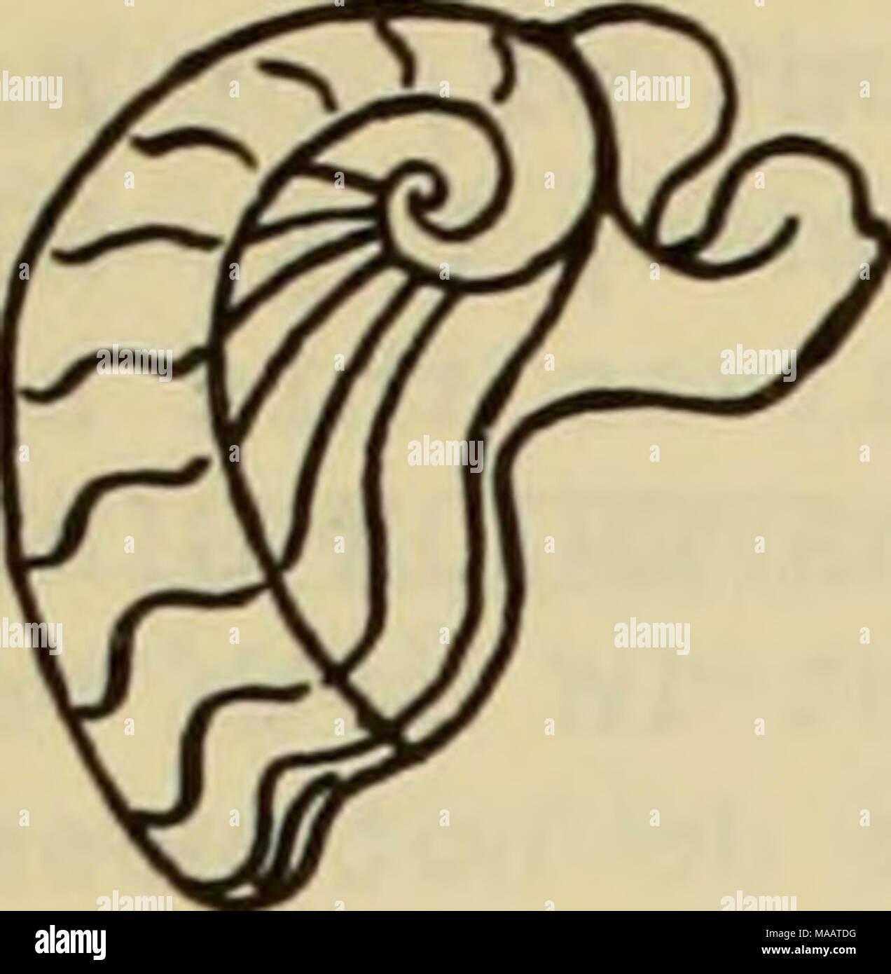 . East coast marine shells : descriptions of shore mollusks together ...