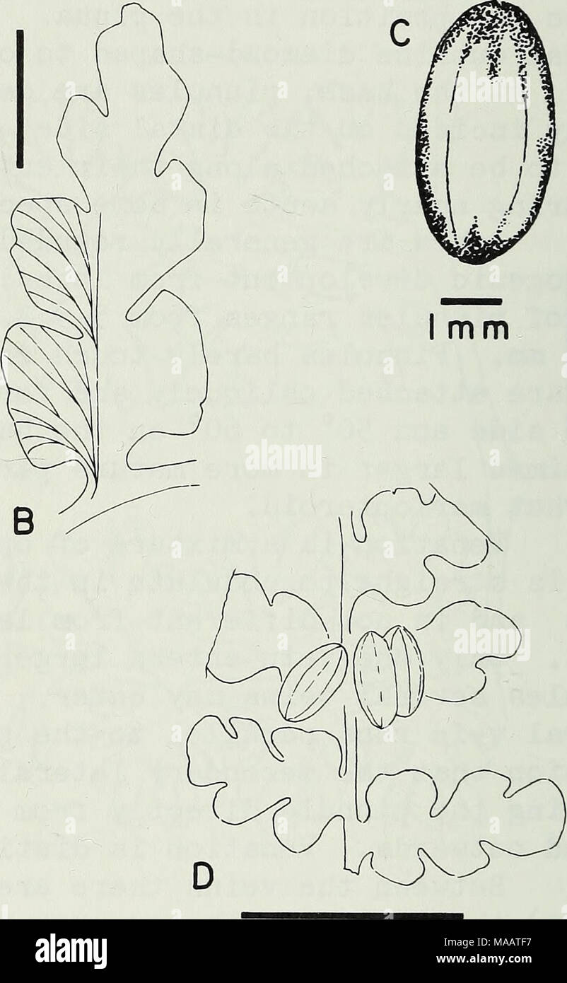 Study of paleobotanical diversity hi-res stock photography and images ...