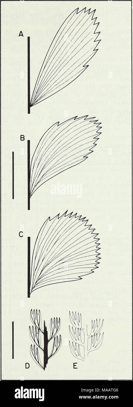. An Early Pennsylvanian flora with megalopteris and noeggerathiales ...