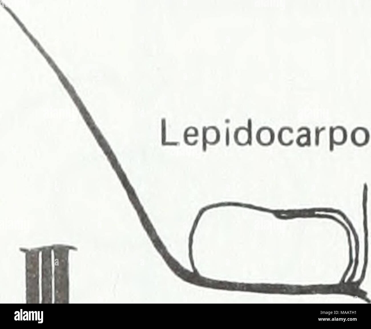 Lepidophyllum hi-res stock photography and images - Alamy