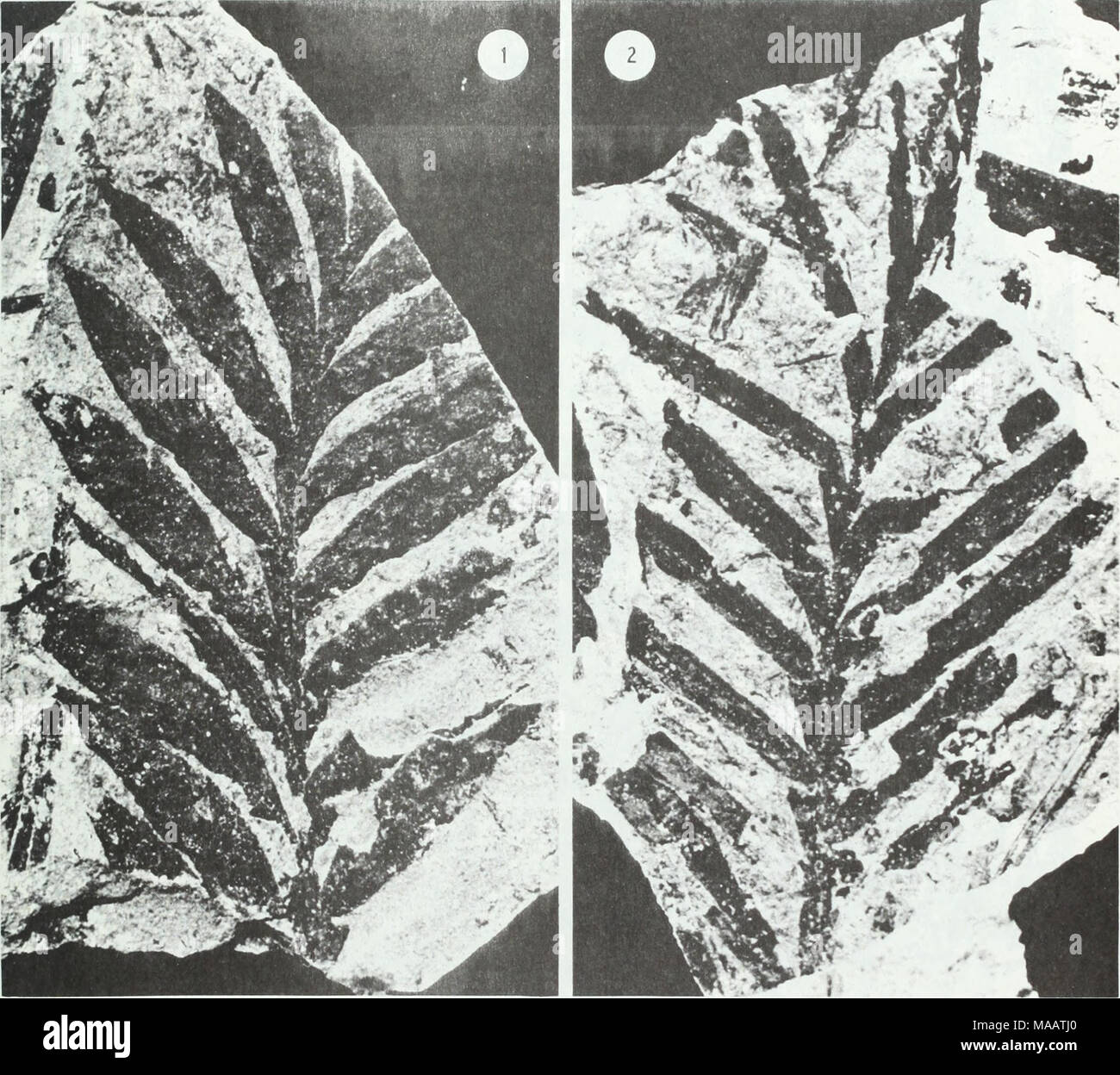 . Early Pennsylvanian paleotopography and depositional environments ...