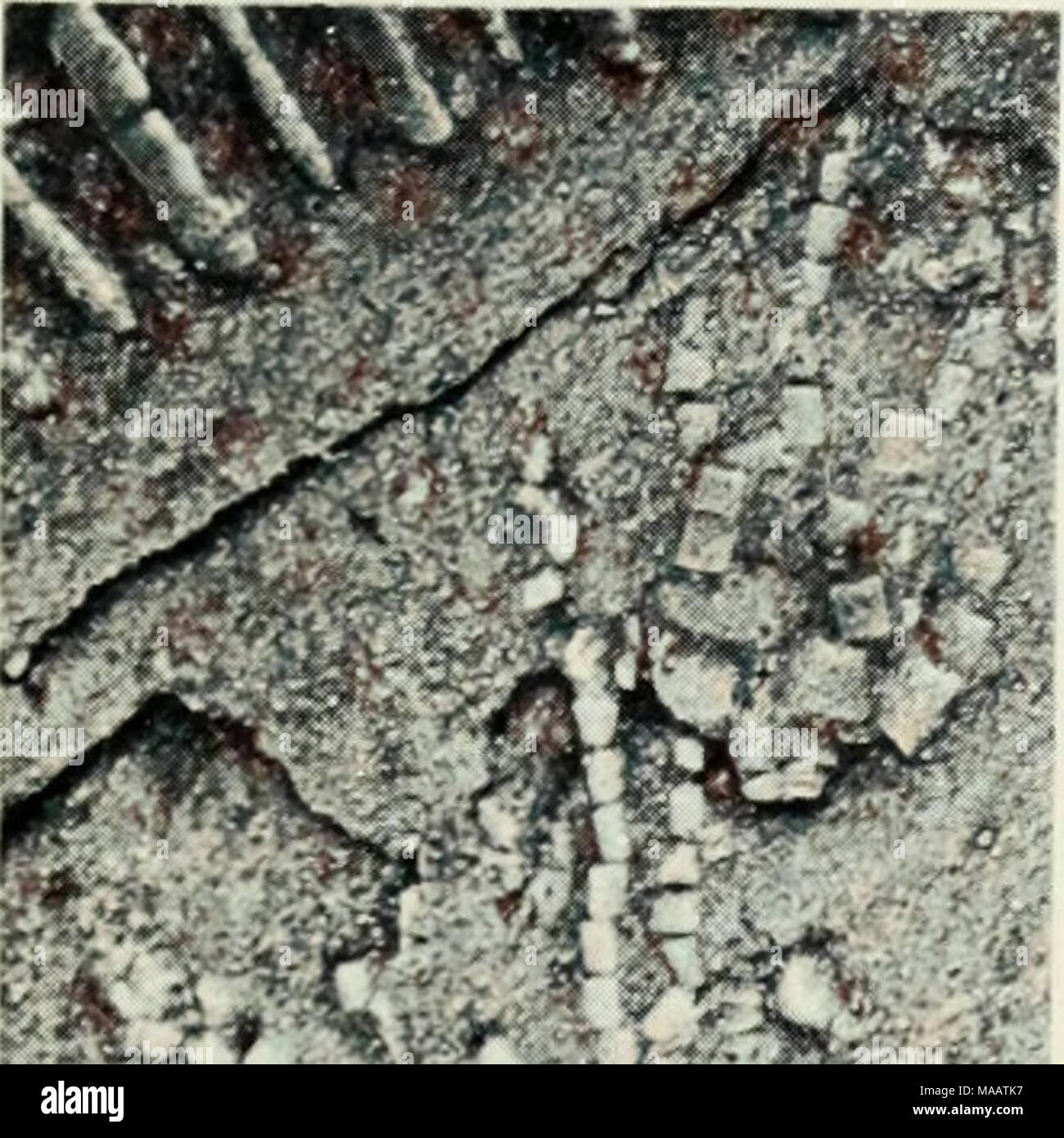 . Early Llandovery crinoids and stelleroids from the Cataract Group ...
