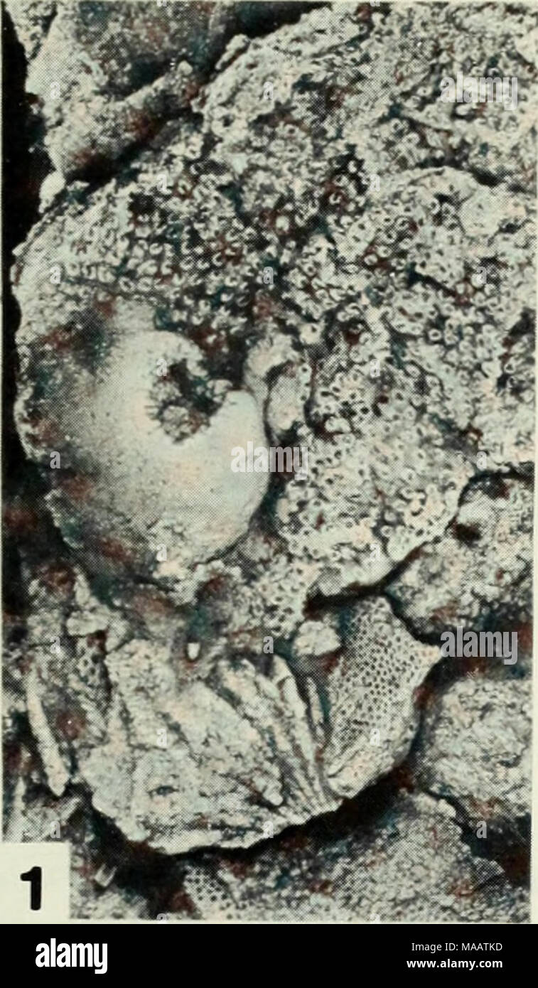 . Early Llandovery crinoids and stelleroids from the Cataract Group ...