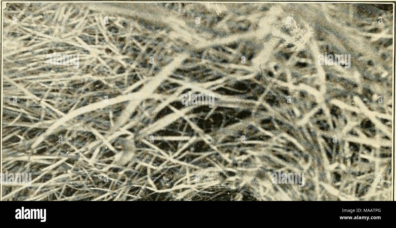 . The early life of the young cuckoo . M* -€ Stock Photo - Alamy