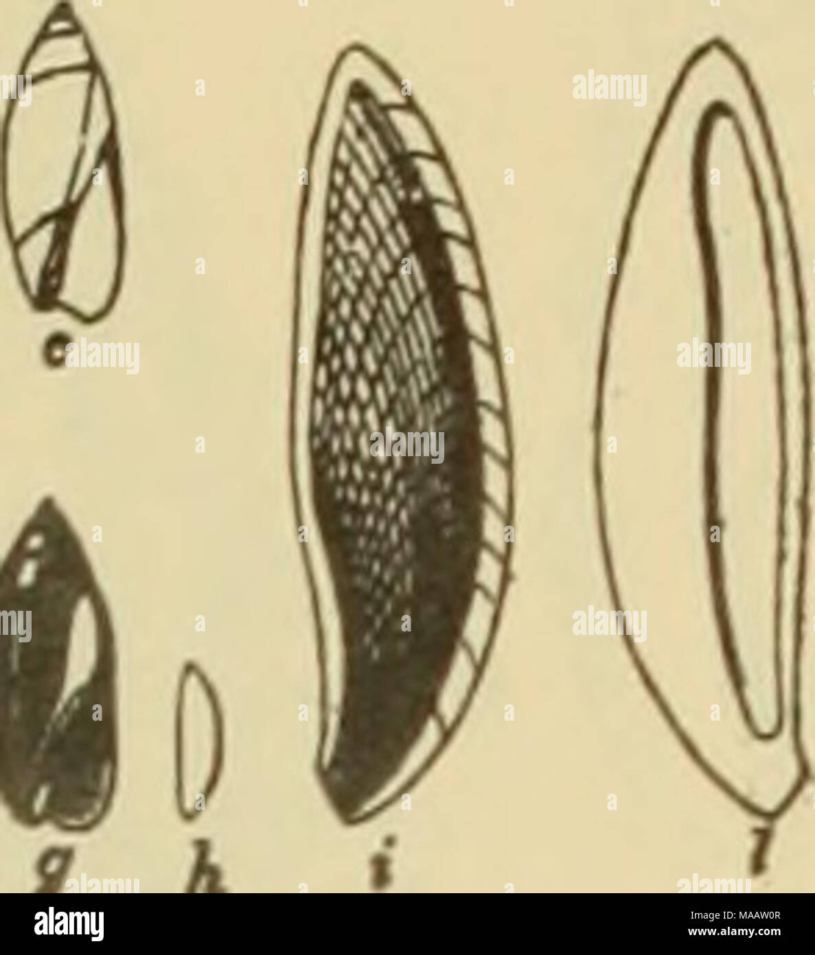 . East coast marine shells; descriptions of shore mollusks together ...