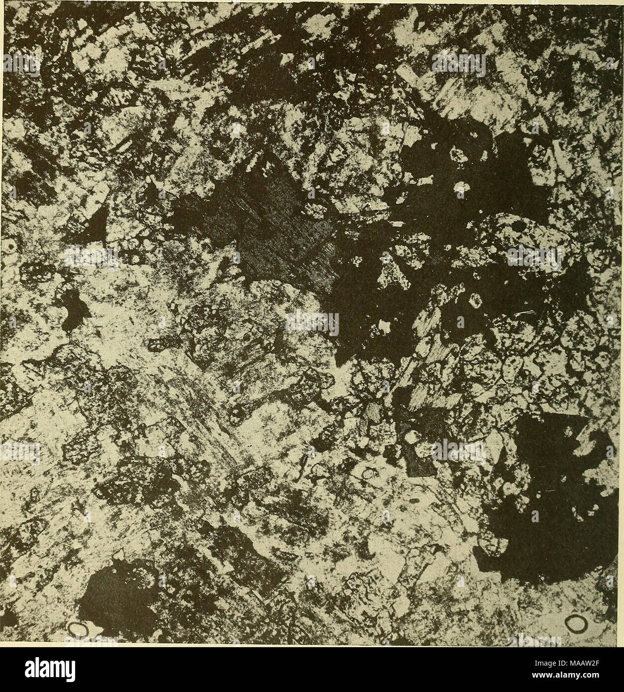 Early photomicrograph hi-res stock photography and images - Alamy