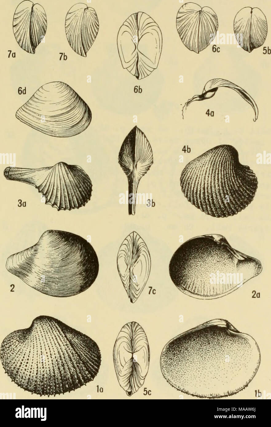 . East coast marine shells; descriptions of shore mollusks together ...