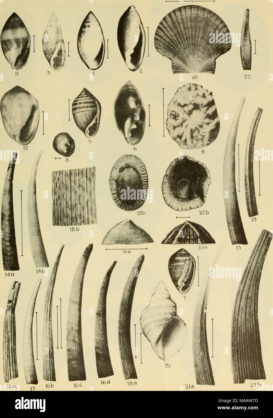 . East coast marine shells; descriptions of shore mollusks together ...