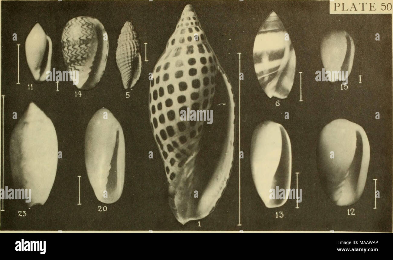 . East coast marine shells; descriptions of shore mollusks together ...