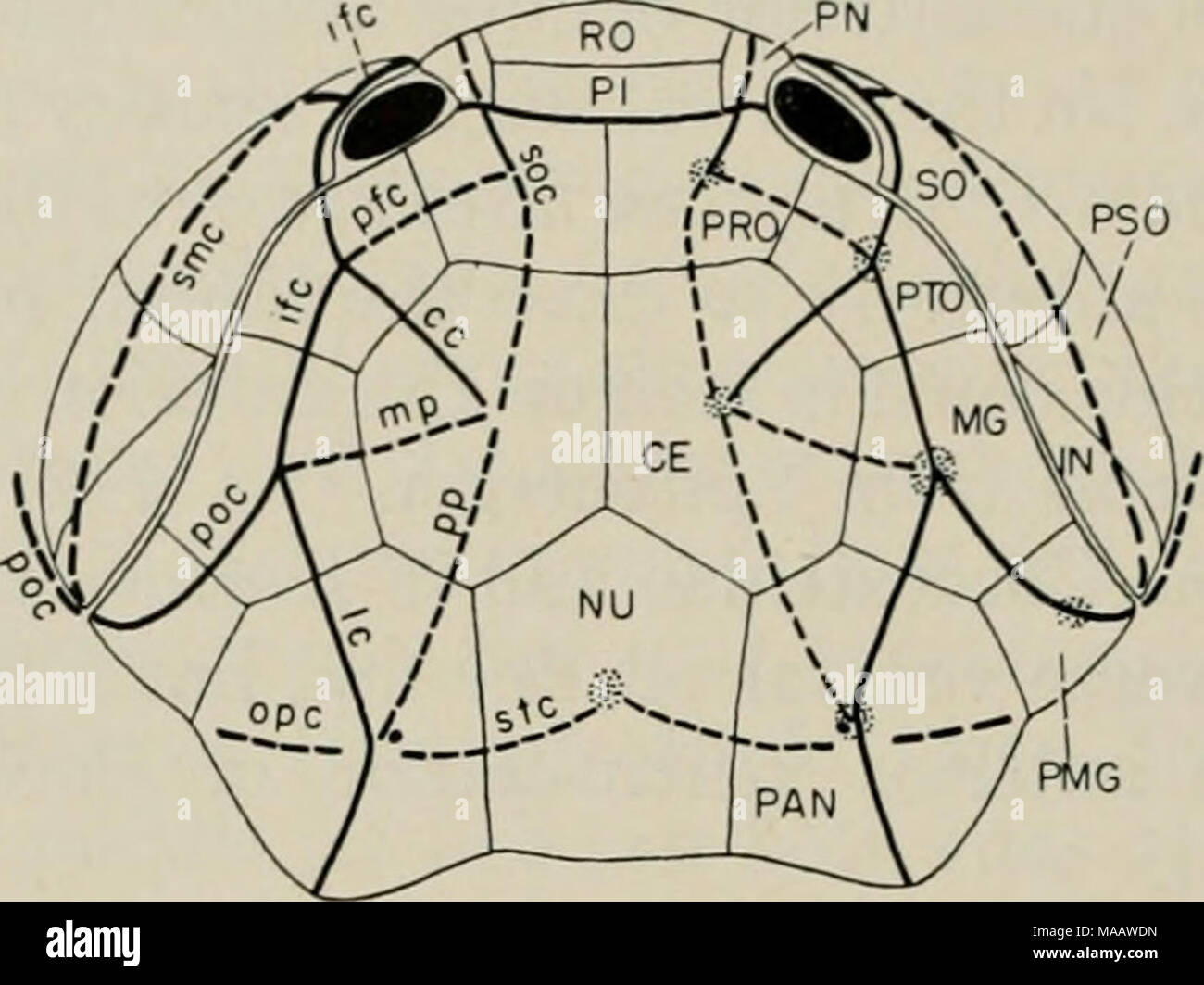 Infraorbital hi-res stock photography and images - Alamy