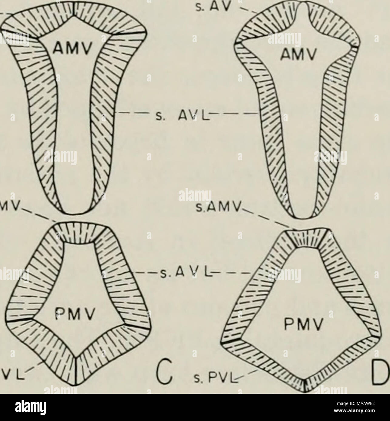 . Early Devonian fishes from Utah : Arthrodira . Fig. 113. Anterior ...