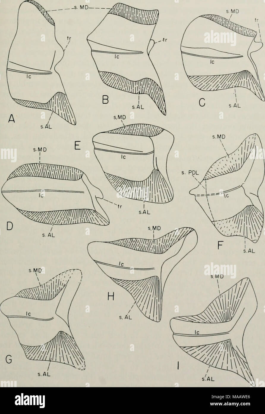 . Early Devonian fishes from Utah : Arthrodira . 519 Stock Photo - Alamy