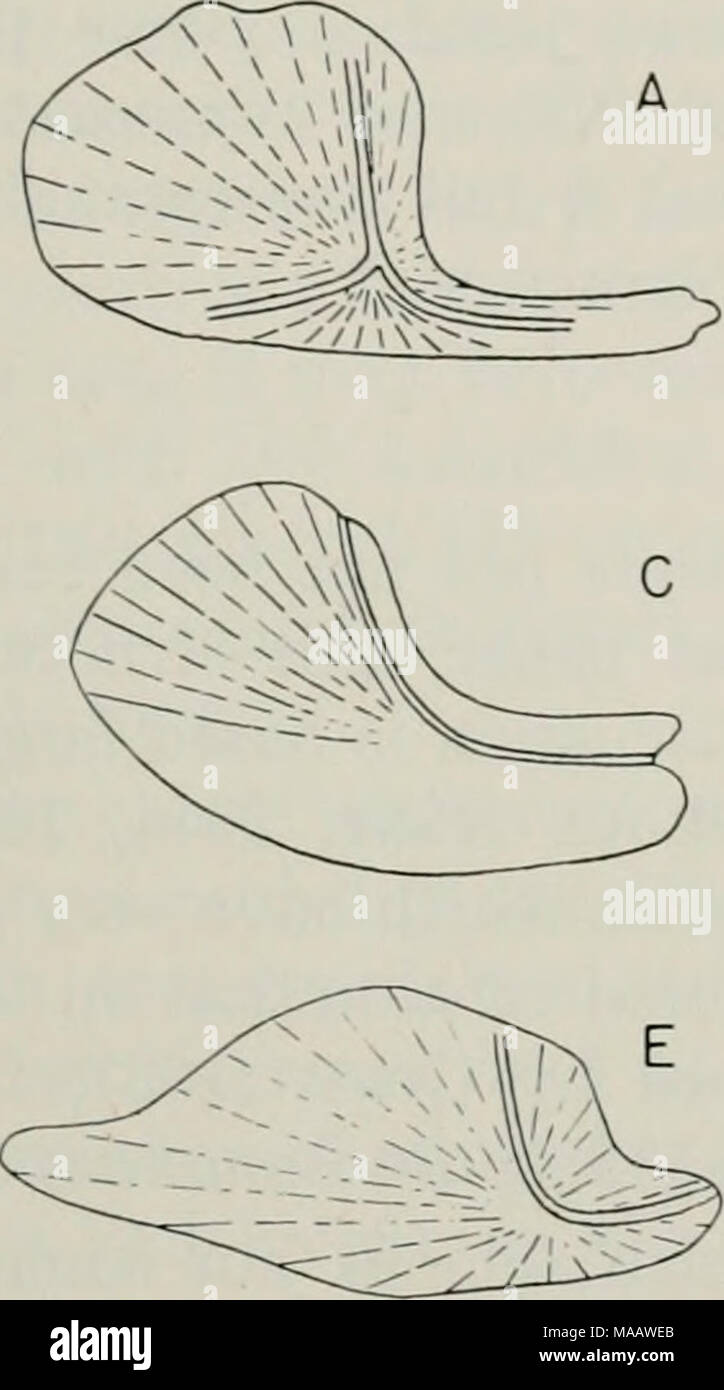 Devonian fishes hi-res stock photography and images - Alamy