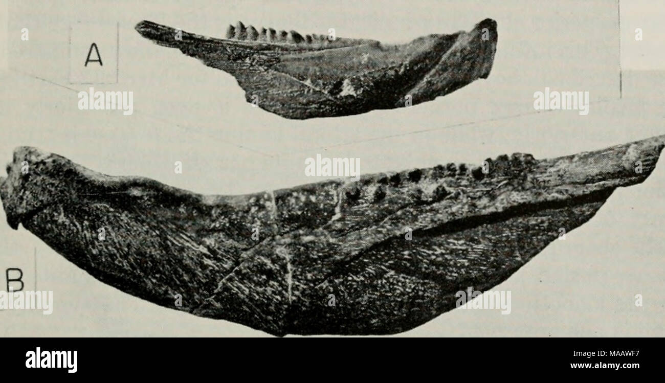 . Early Devonian fishes from Utah : Arthrodira . c D Stock Photo - Alamy