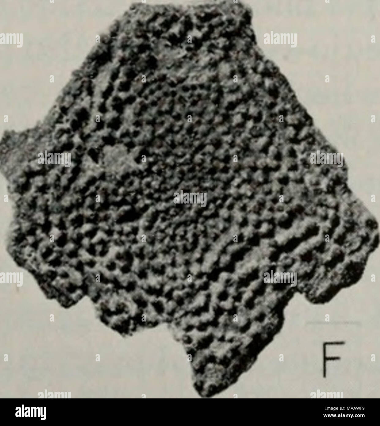 . Early Devonian fishes from Utah : Arthrodira . 489 Stock Photo - Alamy