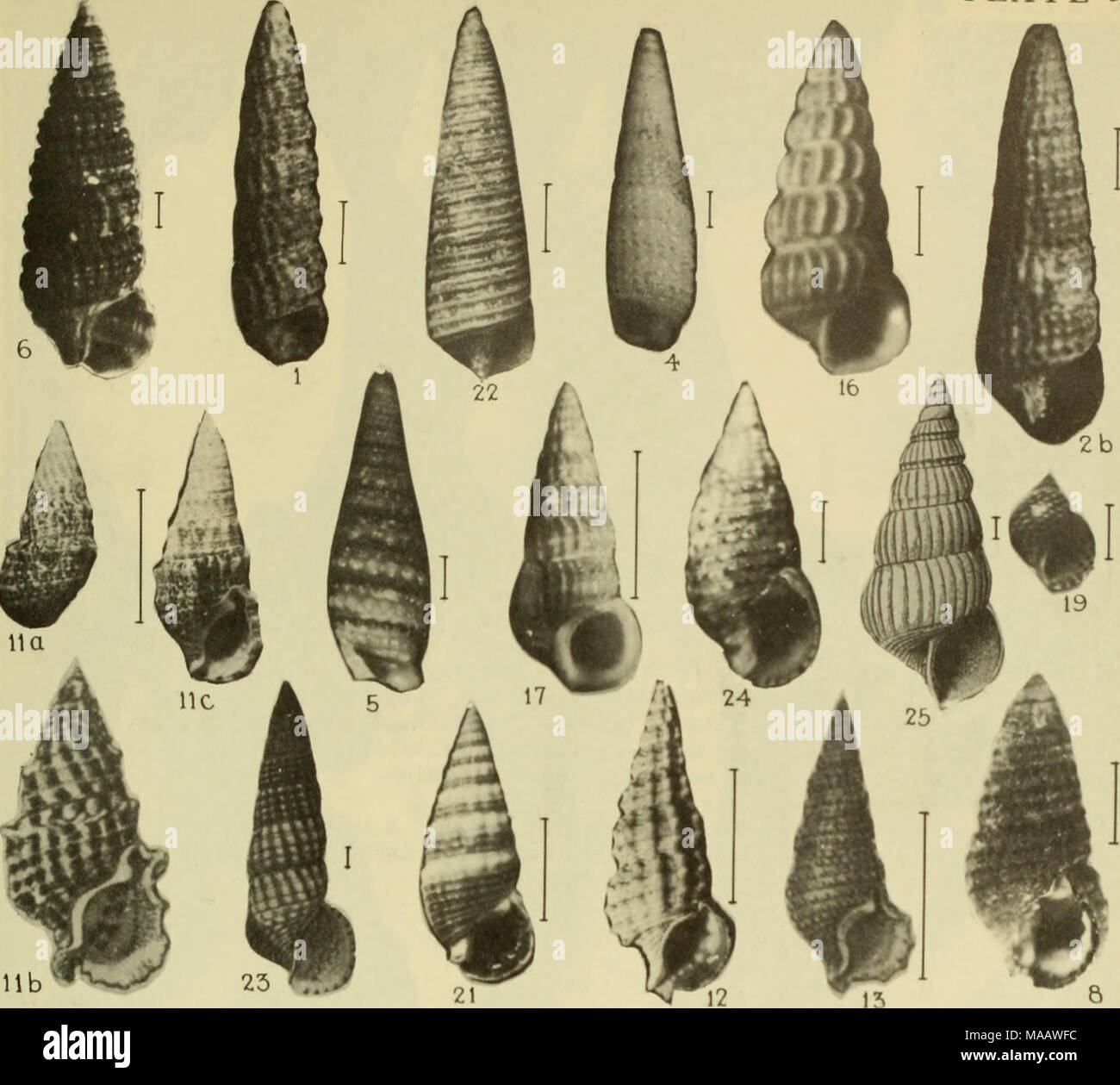 . East coast marine shells; descriptions of shore mollusks together ...