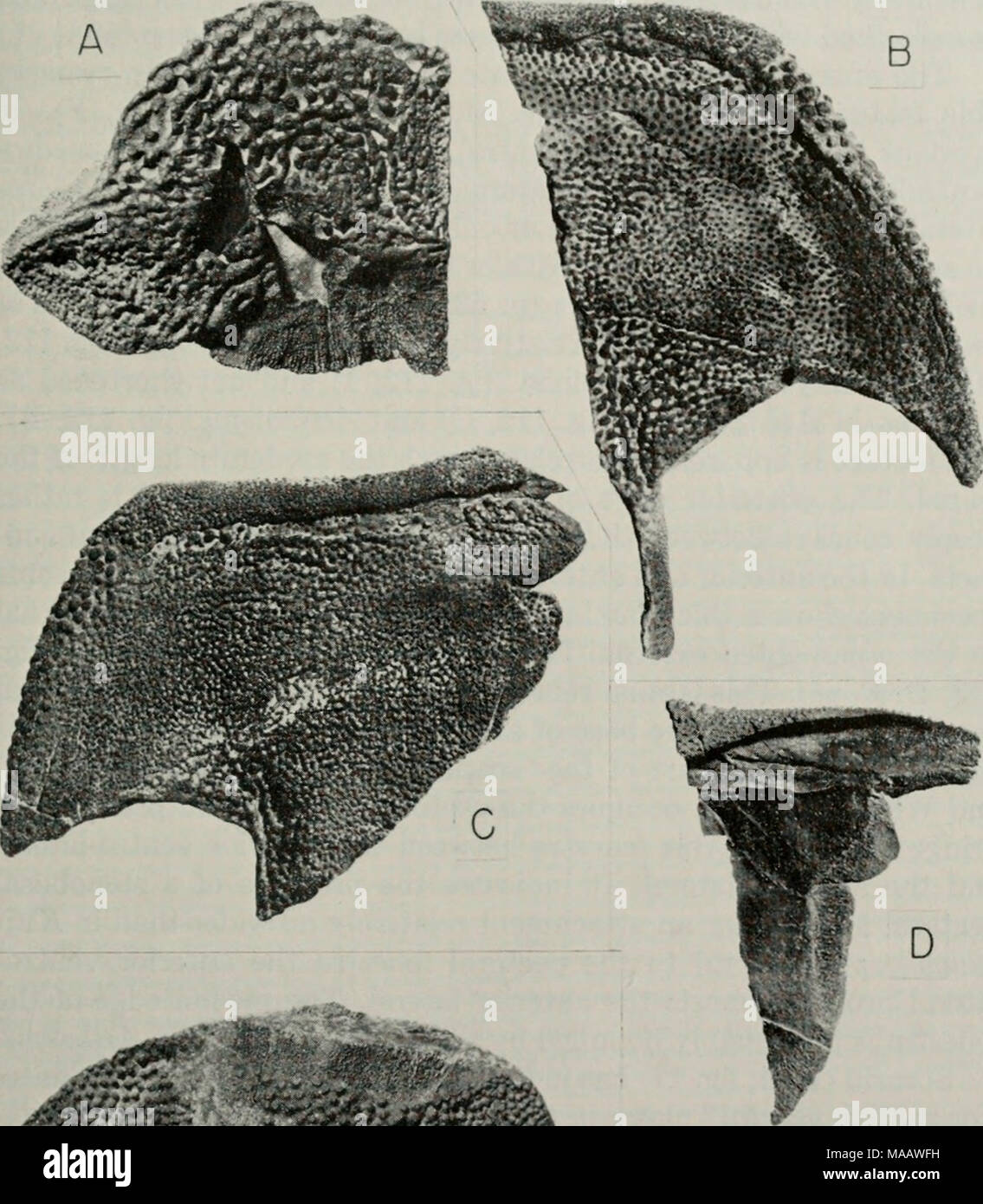 . Early Devonian fishes from Utah : Arthrodira . .Si/! Stock Photo - Alamy