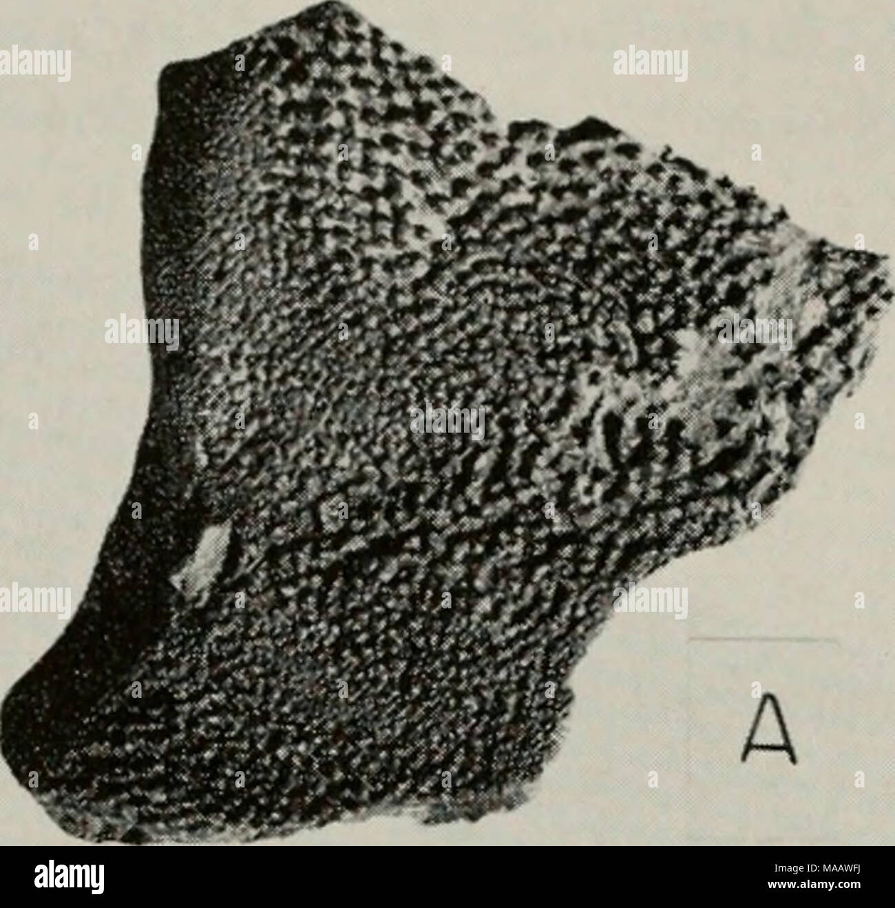 . Early Devonian fishes from Utah : Arthrodira Stock Photo - Alamy