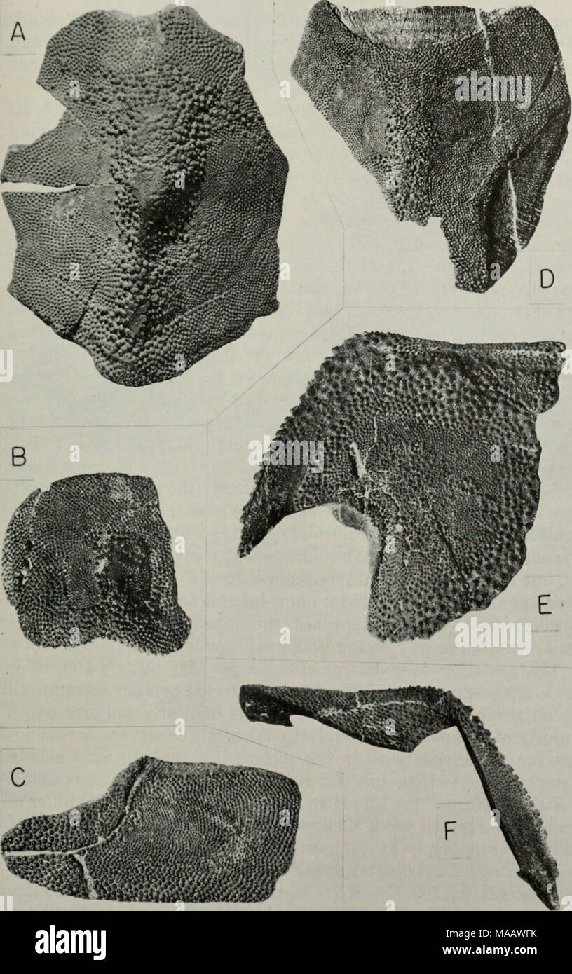 . Early Devonian fishes from Utah : Arthrodira . 483 Stock Photo - Alamy