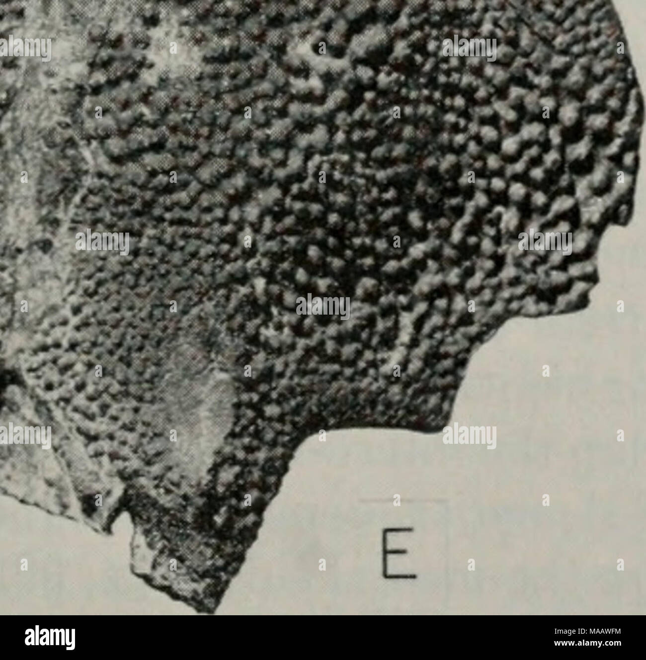 . Early Devonian fishes from Utah : Arthrodira Stock Photo - Alamy