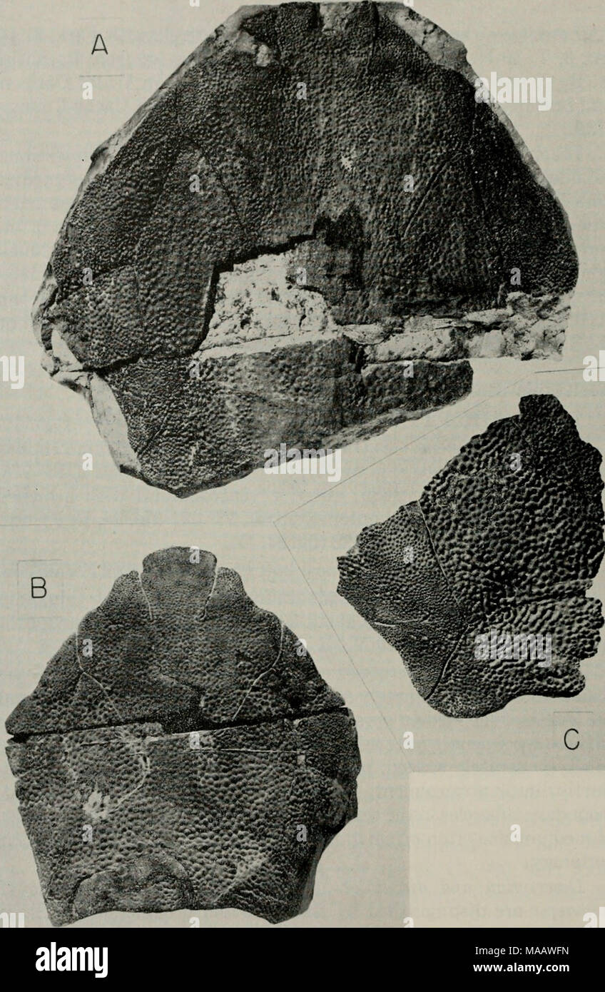 . Early Devonian fishes from Utah : Arthrodira . Fig. 89. Aethaspis ...