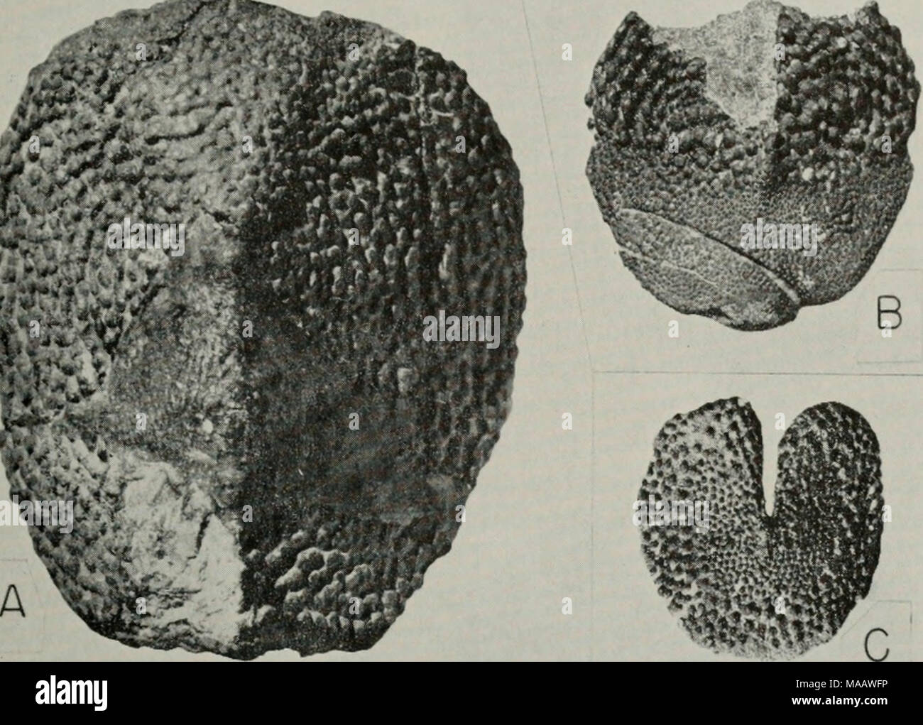 Dinichthys hi-res stock photography and images - Alamy