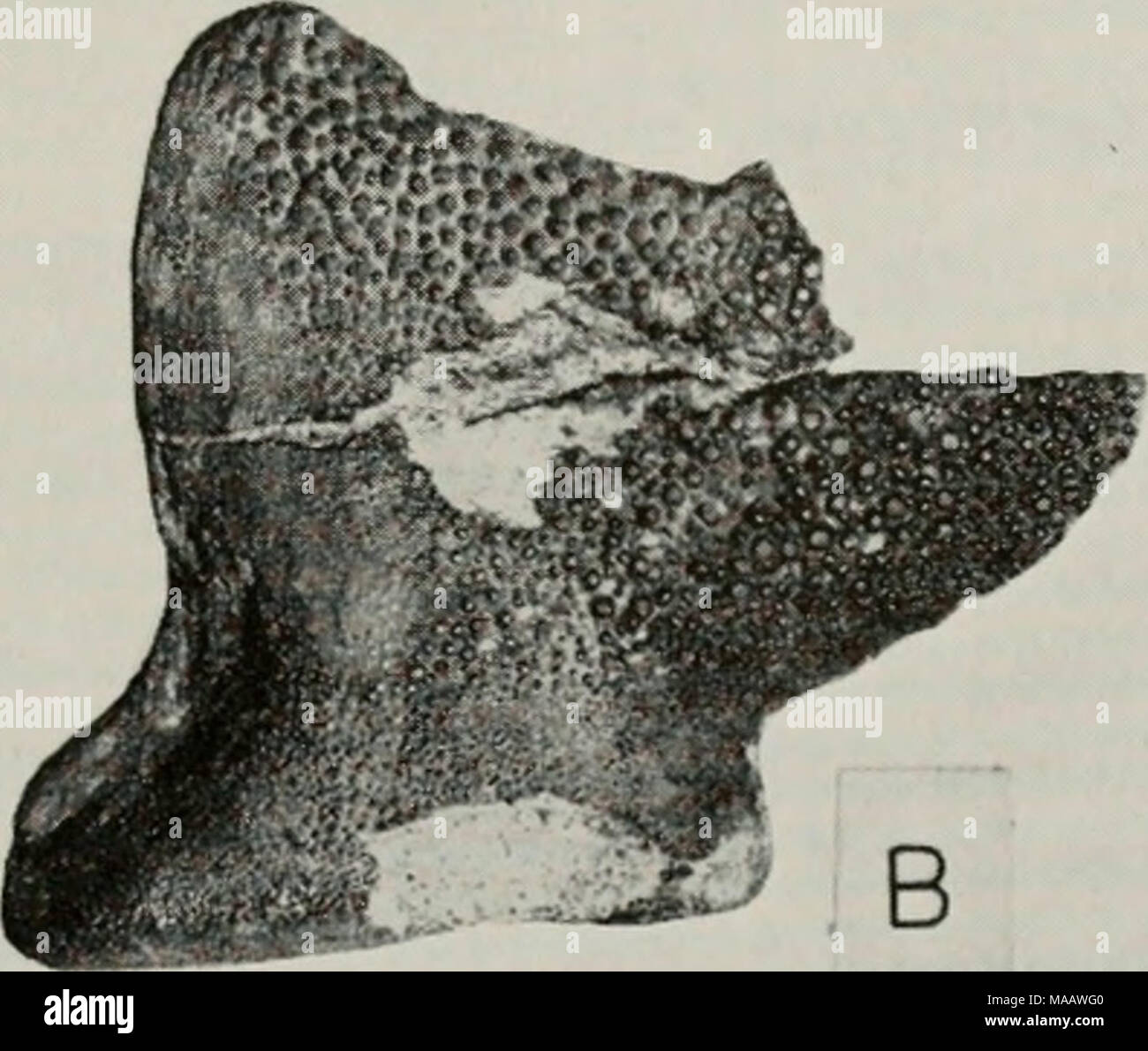 . Early Devonian fishes from Utah : Arthrodira Stock Photo - Alamy