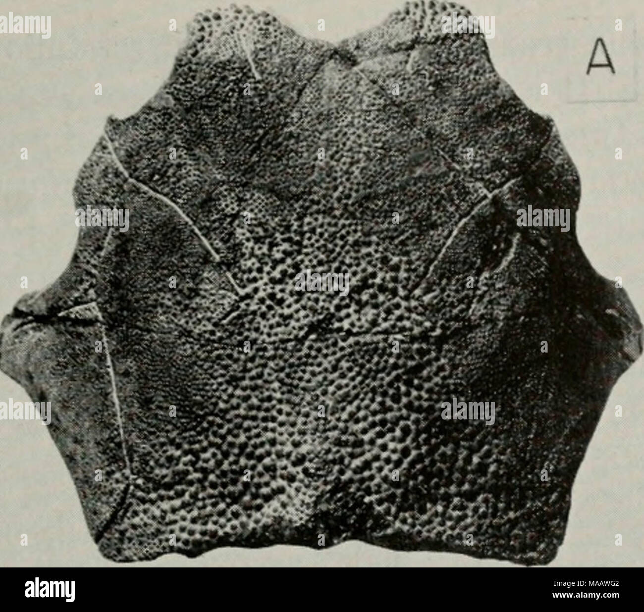 . Early Devonian fishes from Utah : Arthrodira Stock Photo - Alamy