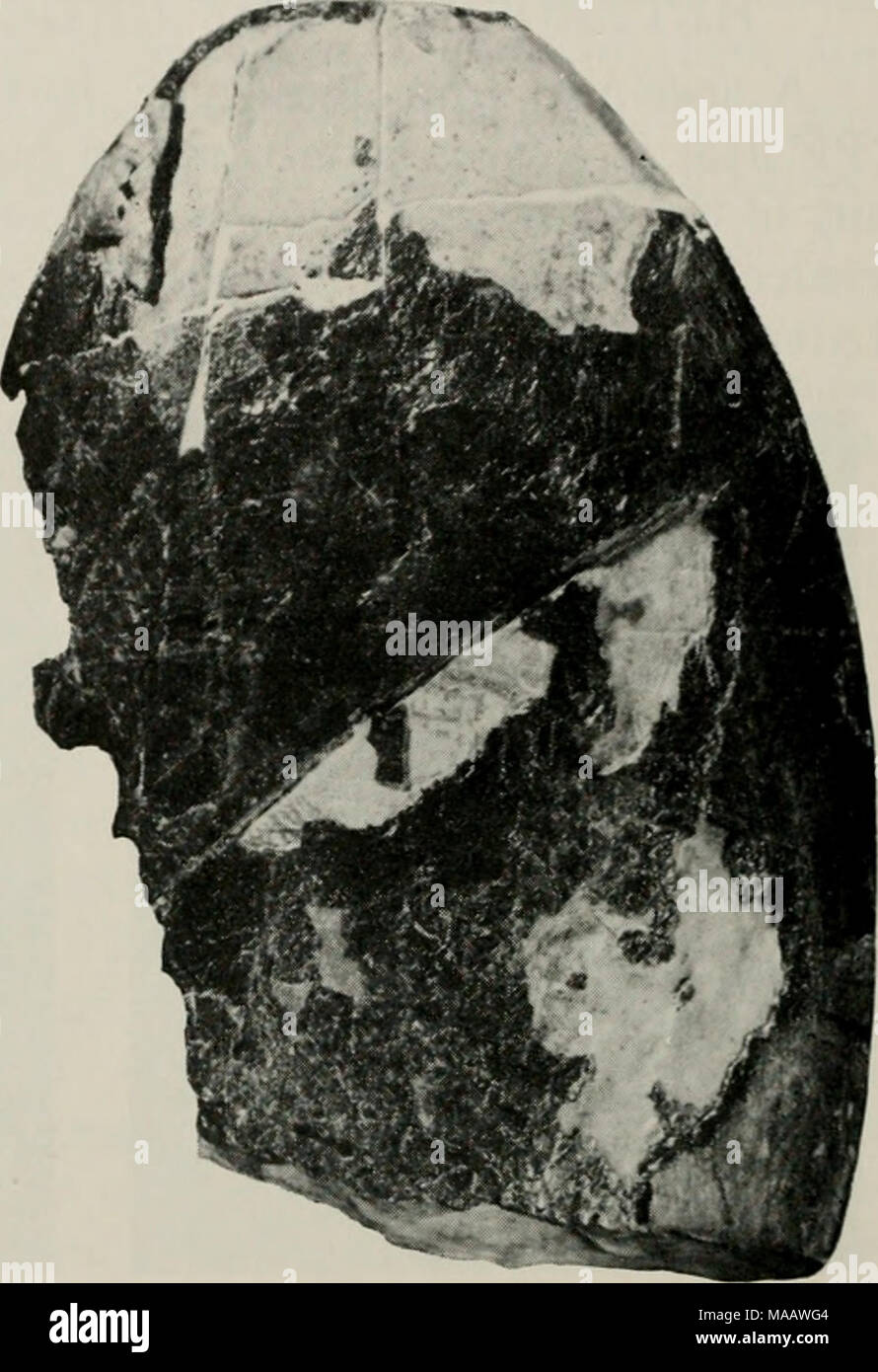 . Early Devonian fishes from Utah : Heteroostraci . C Fig. 85 ...