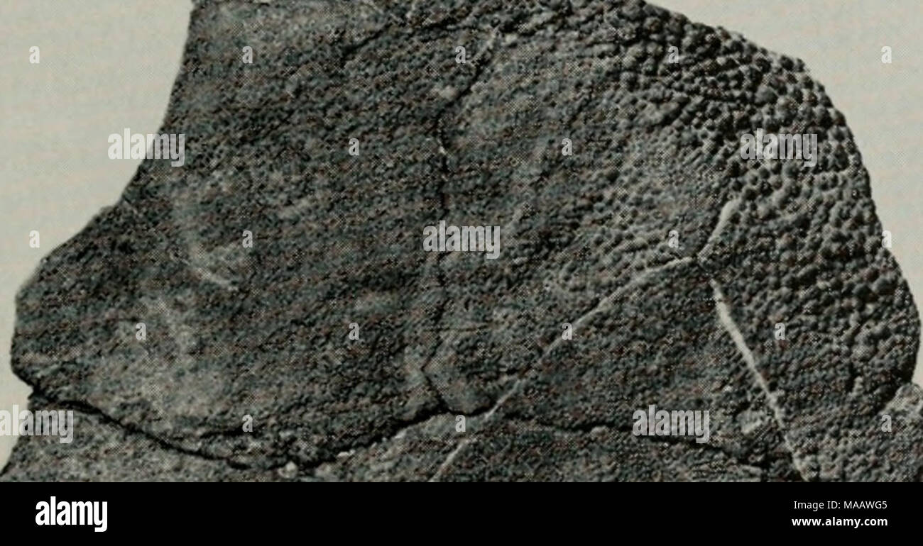 . Early Devonian fishes from Utah : Arthrodira . B Stock Photo - Alamy