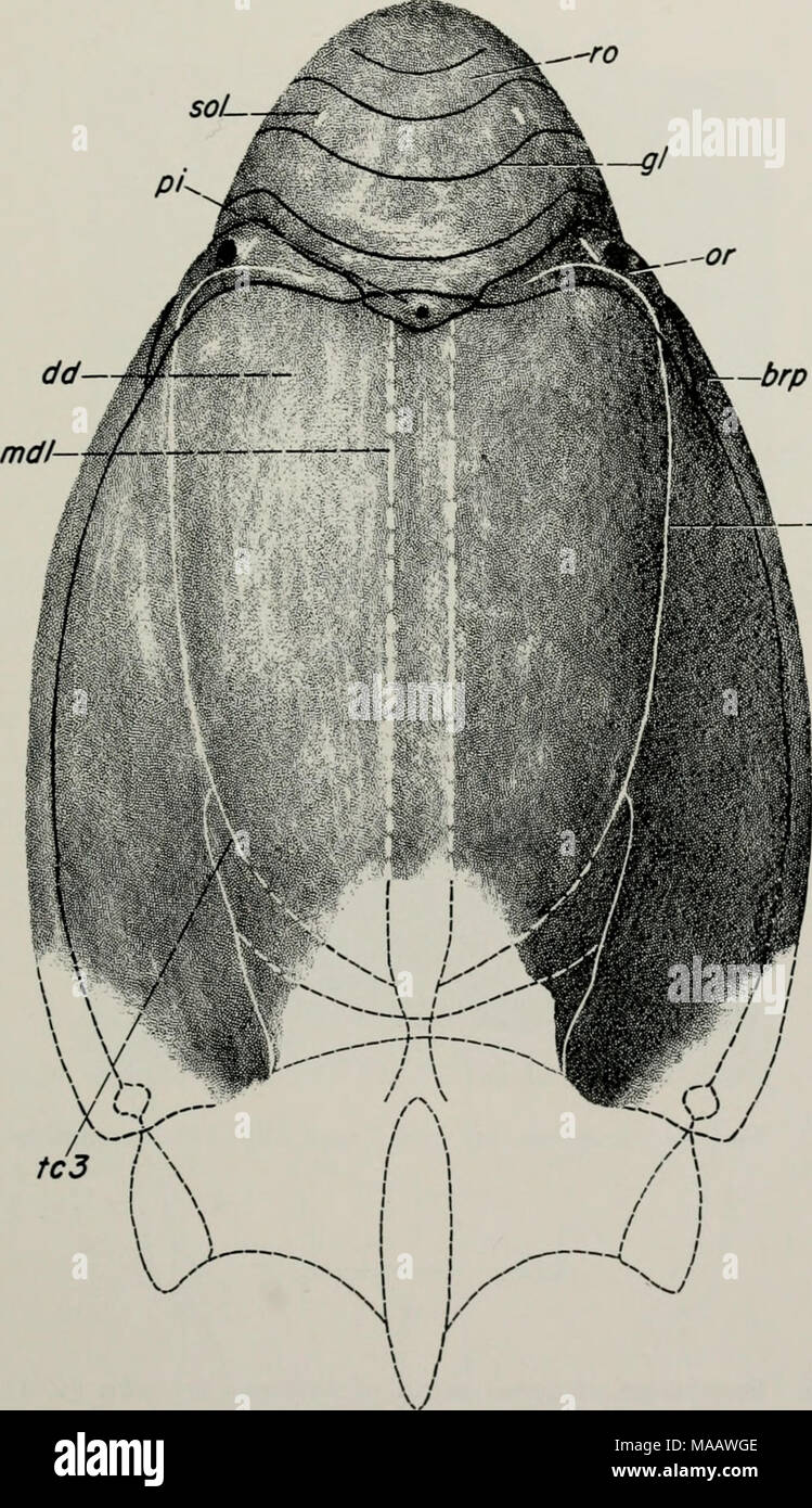 . Early Devonian fishes from Utah : Heteroostraci . -Idl Fig. 81 ...