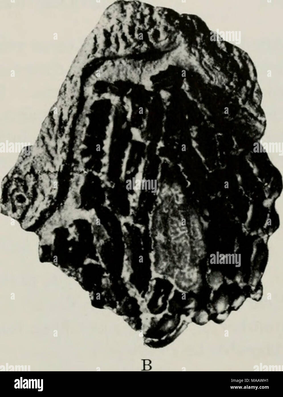 . Early Devonian fishes from Utah : Heteroostraci . Fig. 70 ...