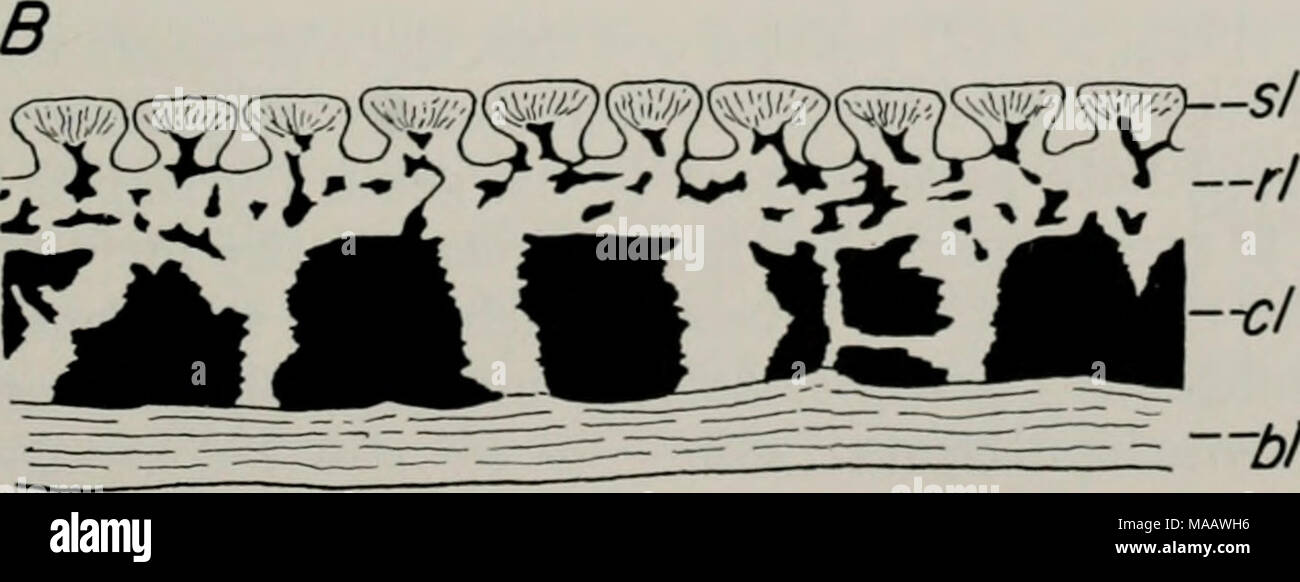 . Early Devonian fishes from Utah : Heteroostraci . ^--z?/ Fig. 71 ...
