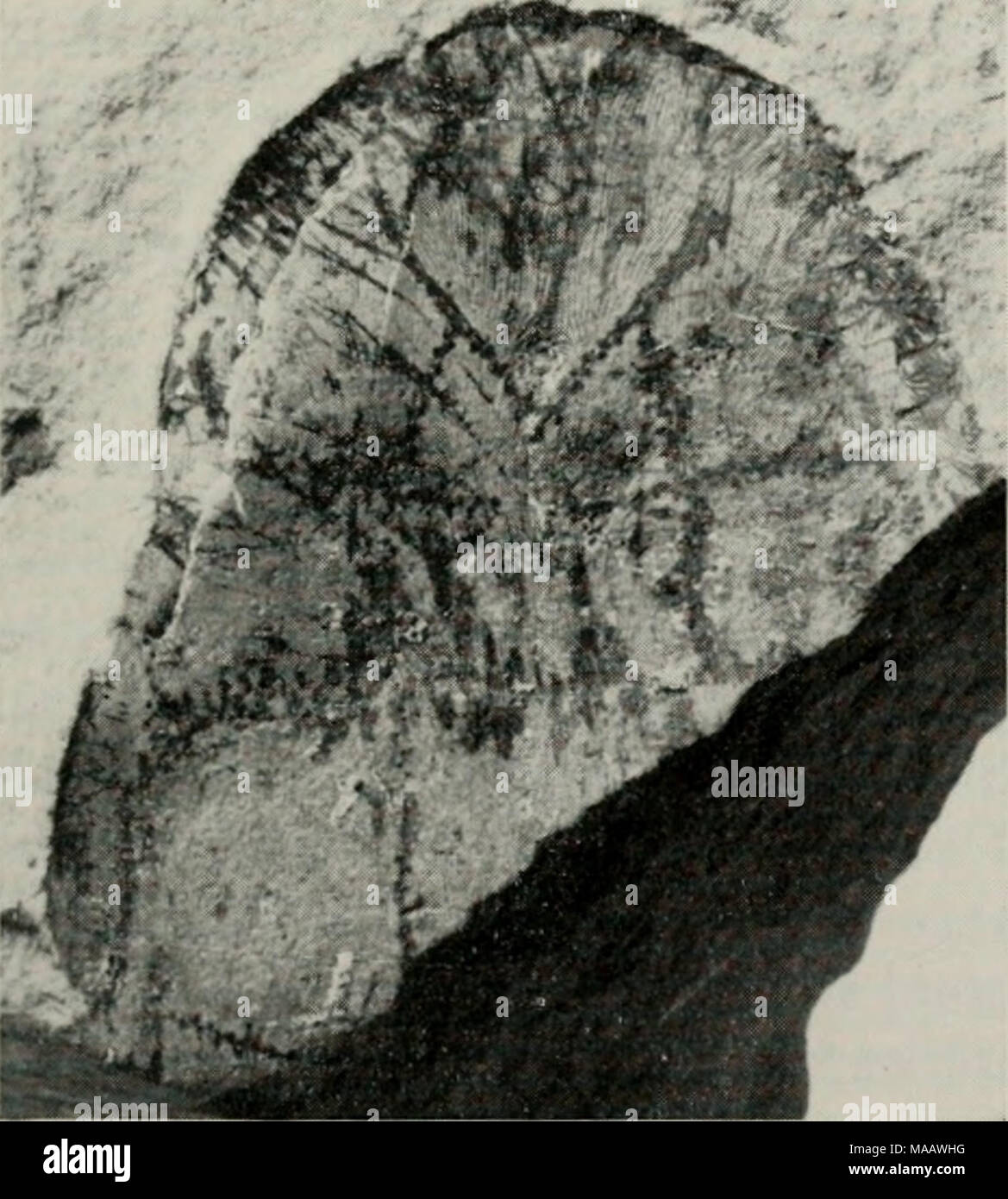 Devonian fishes hi-res stock photography and images - Alamy