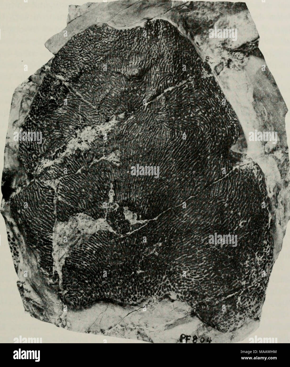Ostracoderm High Resolution Stock Photography and Images - Alamy