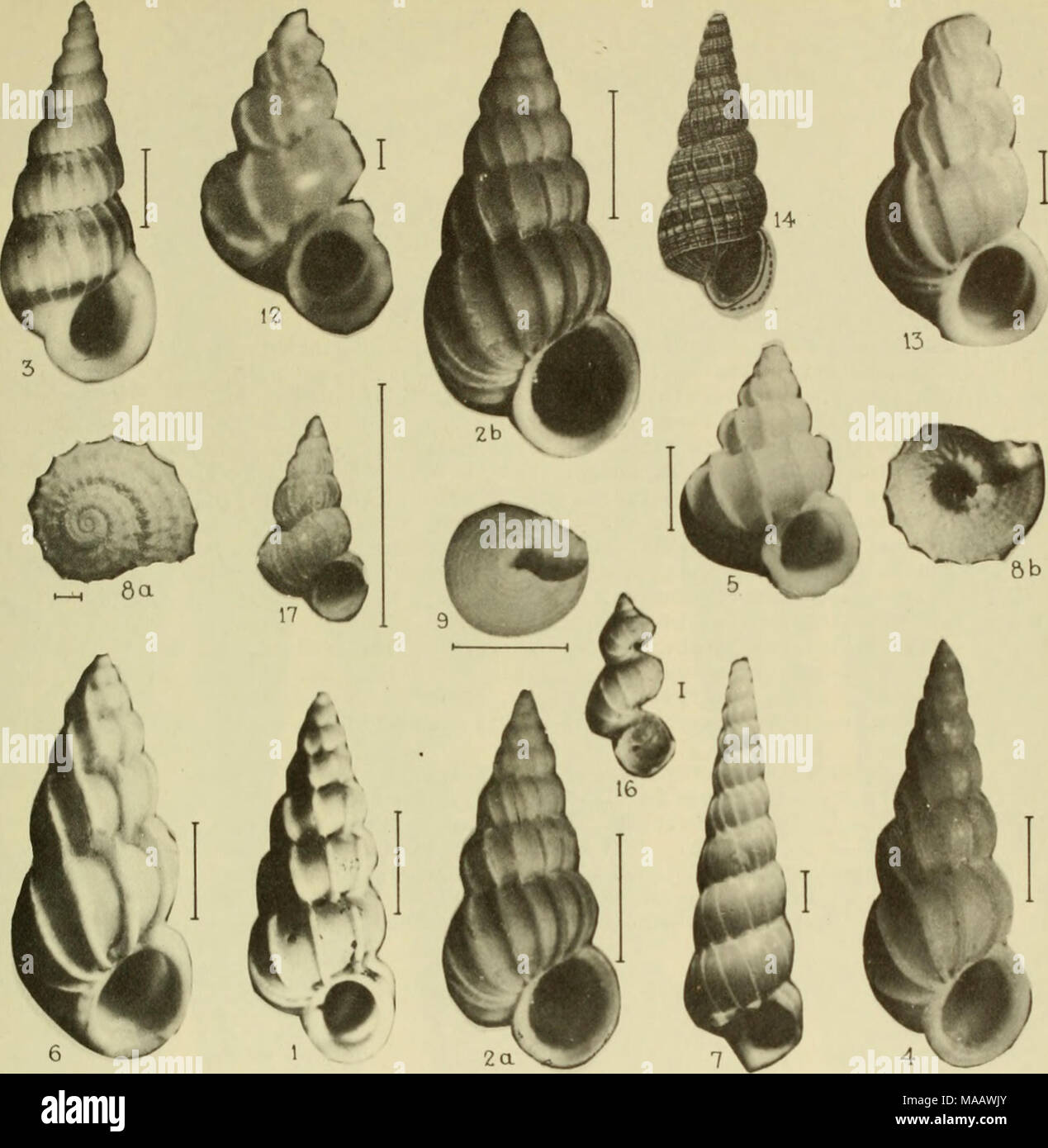 . East coast marine shells; descriptions of shore mollusks together ...