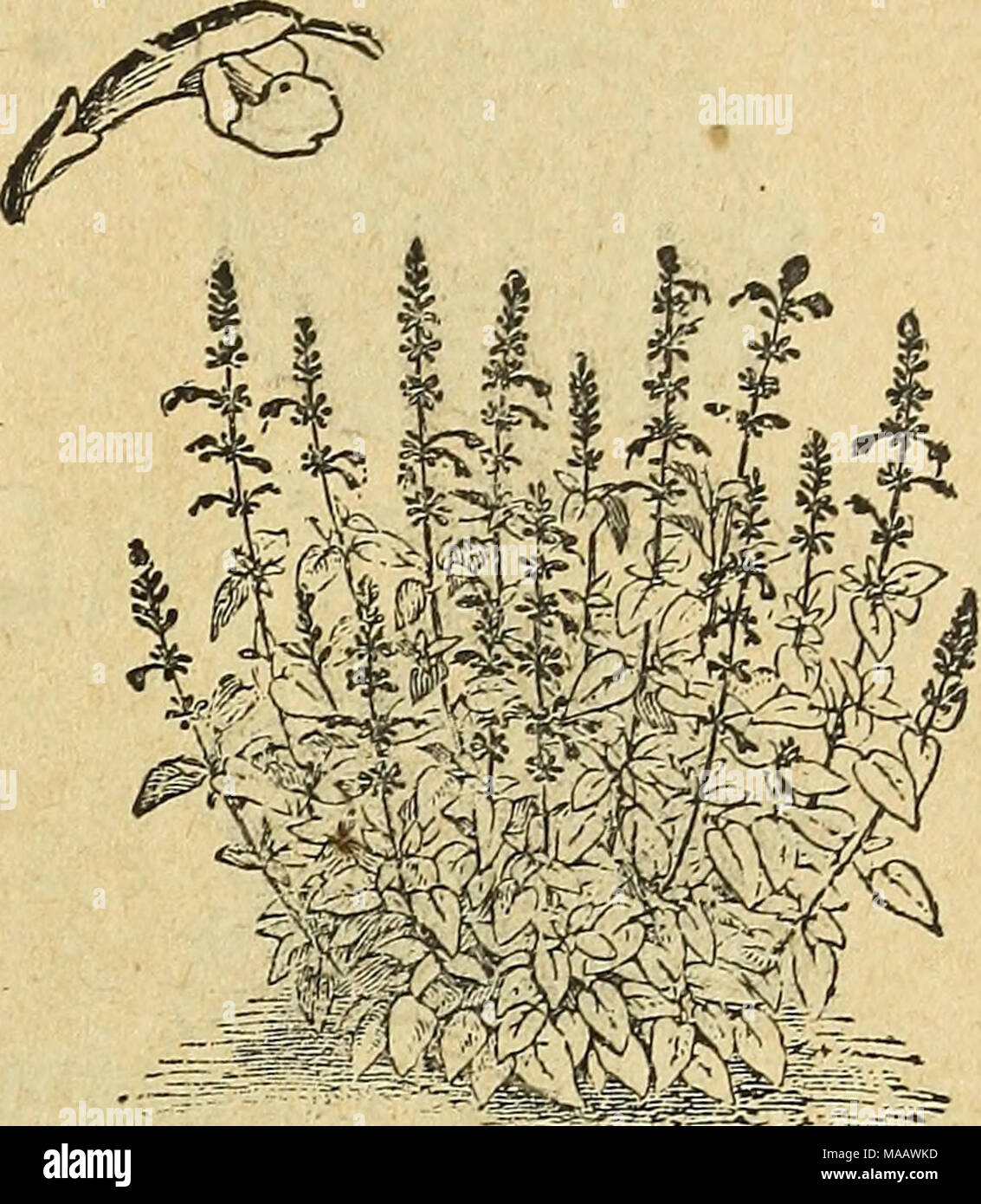 . E. Annabil & Co.'s seed annual . time. Start the hot bed and ...