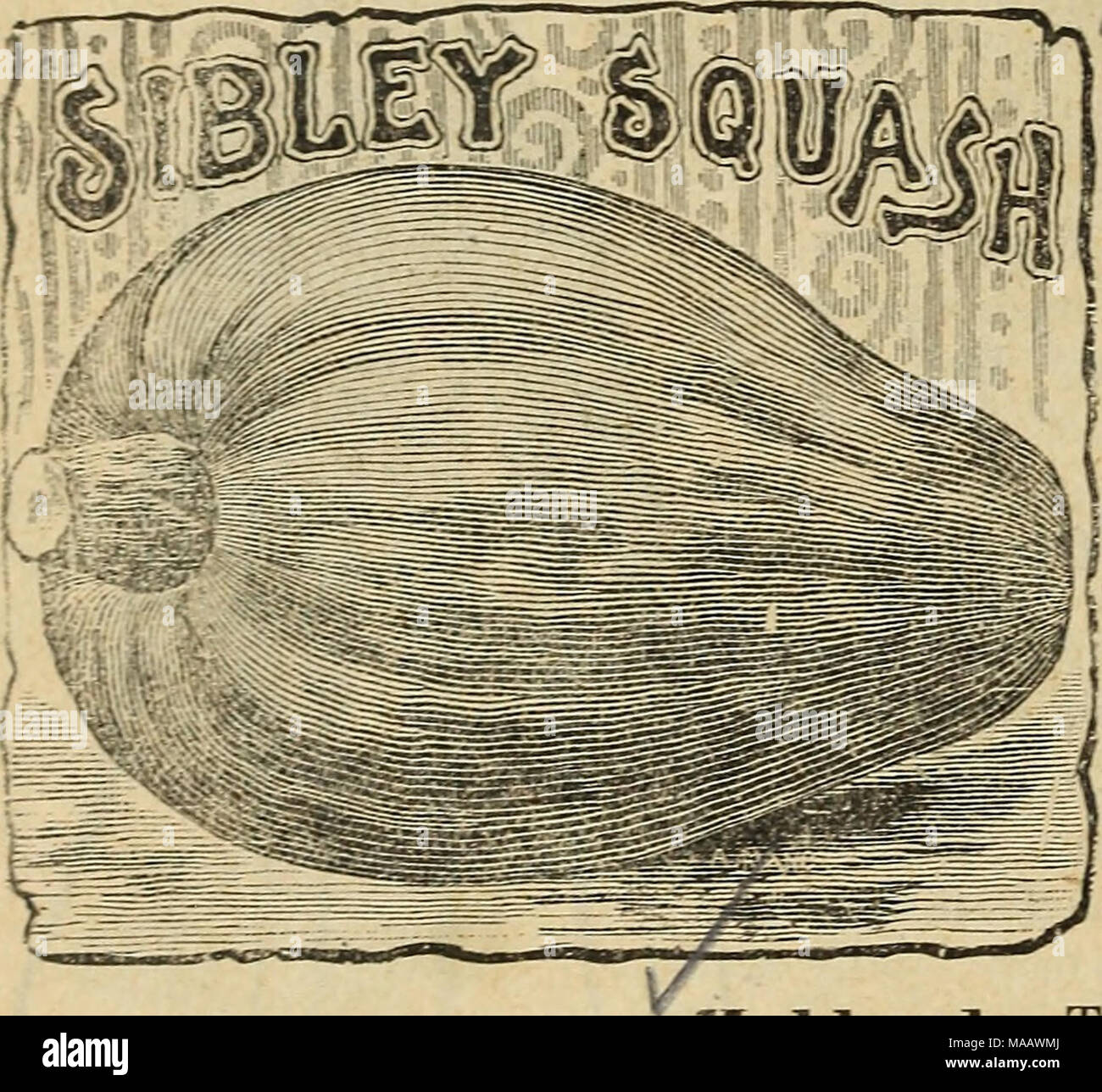 . E. Annabil & Co.'s seed annual Stock Photo - Alamy