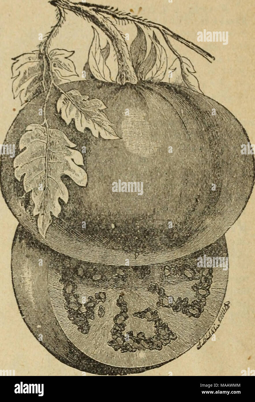 . E. Annabil & Co.'s seed annual . Eany Acme Stock Photo - Alamy