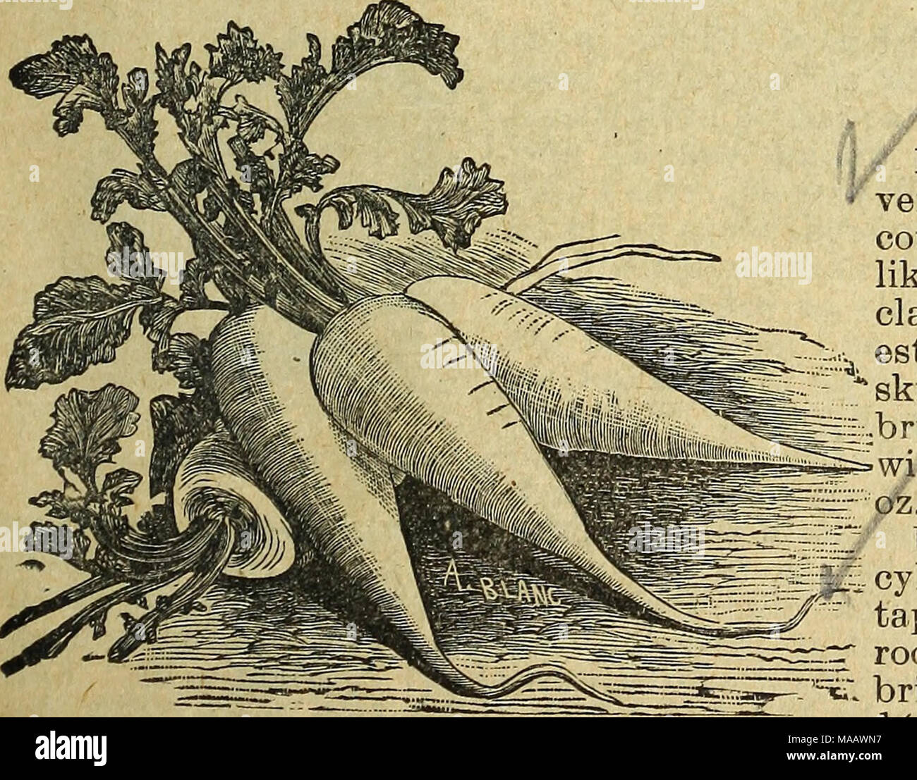 . E. Annabil & Co.'s seed annual Stock Photo - Alamy