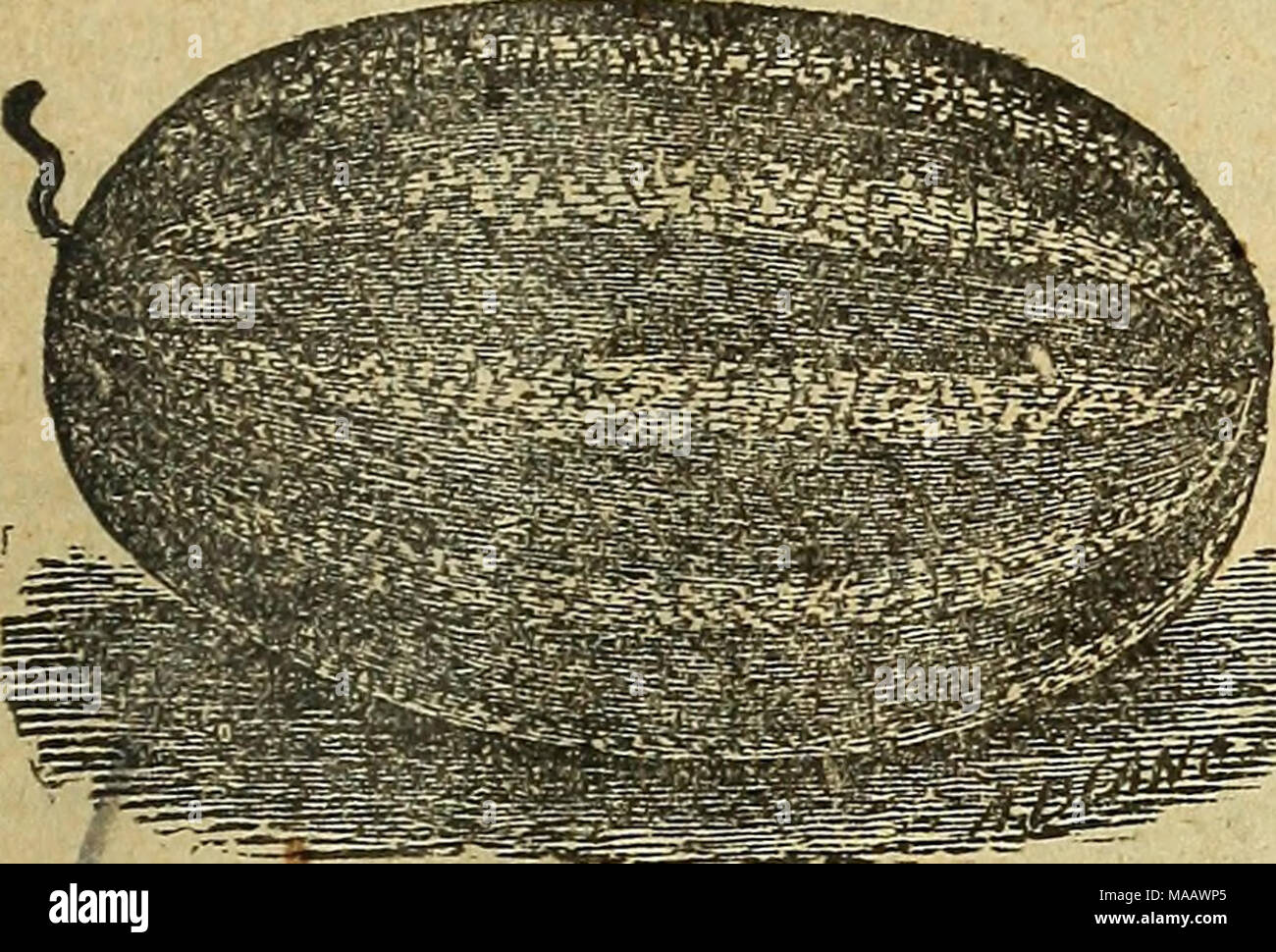 . E. Annabil & Co.'s seed annual Stock Photo - Alamy