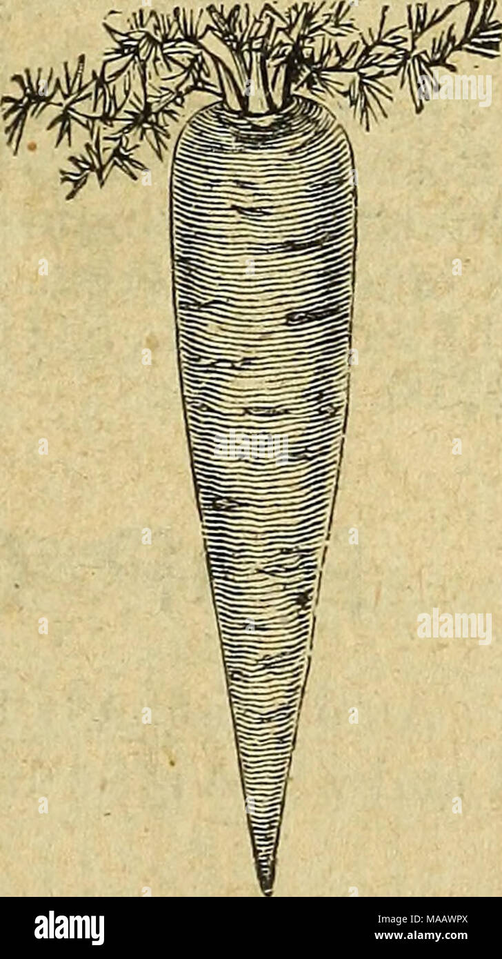 . E. Annabil & Co.'s seed annual . Danver's Half Lou,' Stock Photo - Alamy