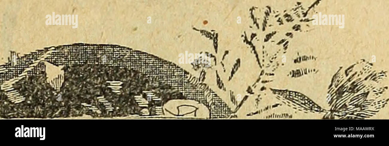 . E. Annabil & Co.'s seed annual Stock Photo - Alamy